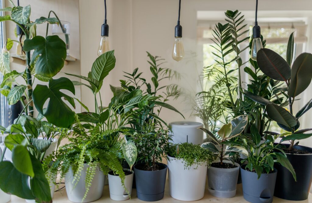 Top Tips To Help You Keep Your Indoor Plants Alive